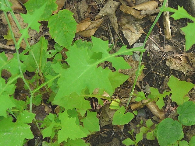 Wall Lettuce is nope lettuce! – Ministry of Making