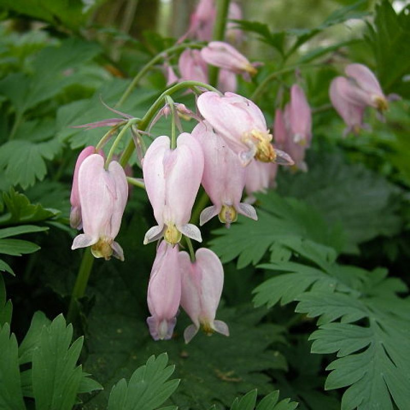 Pacific Bleeding Heart (Dicentra formosa), friend? – Ministry of Making